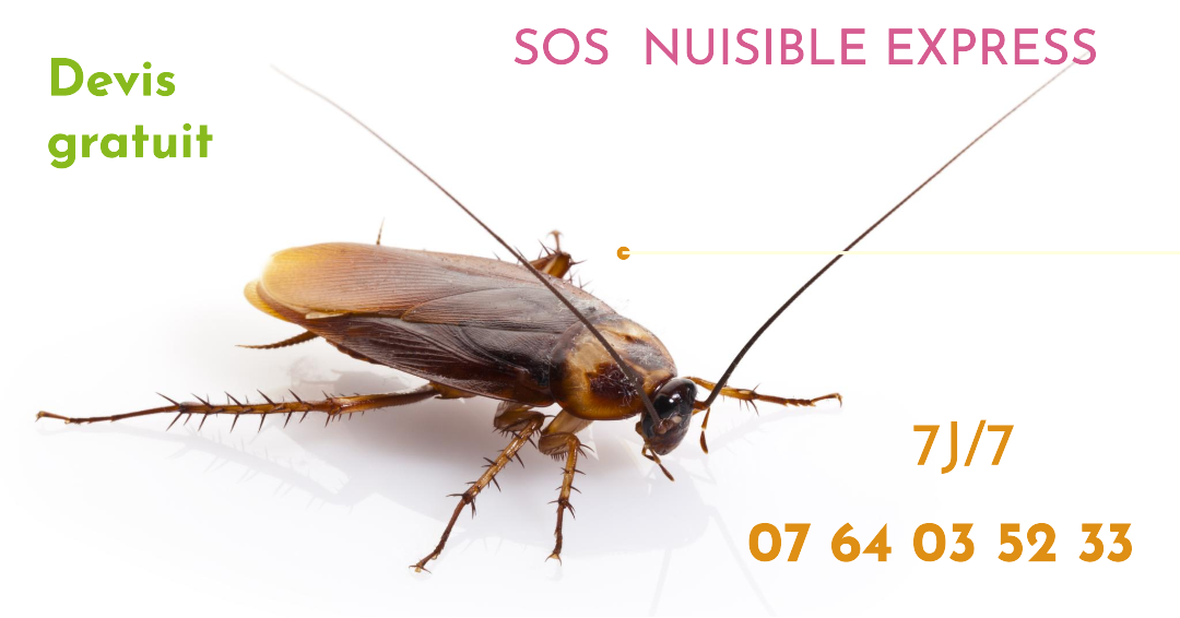 Traitement anti-cafards : Comment Éliminer les Cafards